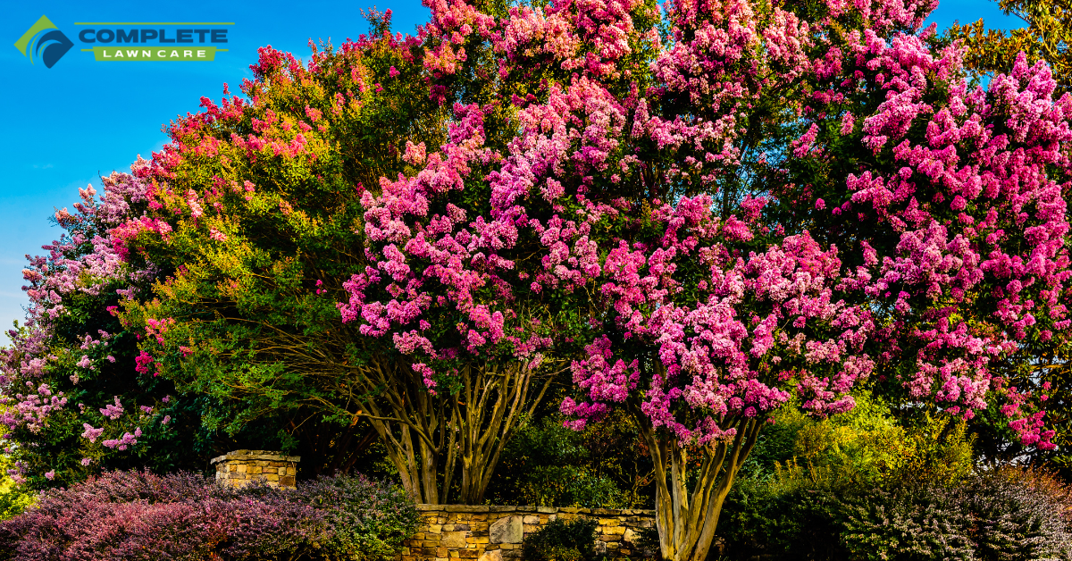 How To Properly Prune A Crepe Myrtle - Complete Lawn Care