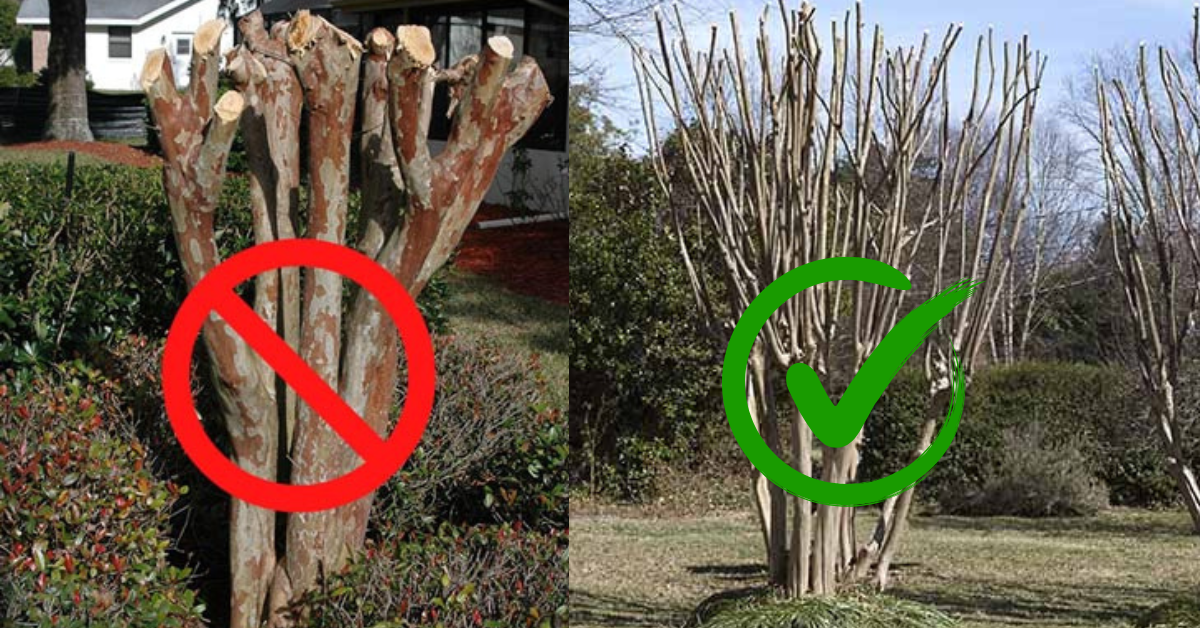 How To Properly Prune A Crepe Myrtle - Complete Lawn Care